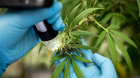 Importance Of Third Party Lab Testing For Cannabis Products