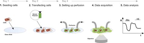 Metabolic Profiling Of Single Cancer Cells Using Mitochondrial Atp