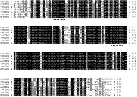 Multiple Amino Acid Sequence Alignments Of The C Terminal Serthr