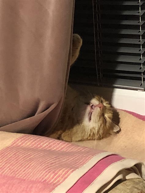 1961 Best Dead Cat Images On Pholder Amcstock Whats Wrong With Your