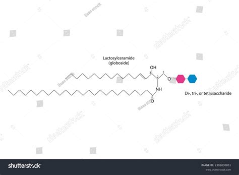 Diagram Showing Schematic Molecular Structure Lacosylceramide Stock Vector Royalty Free