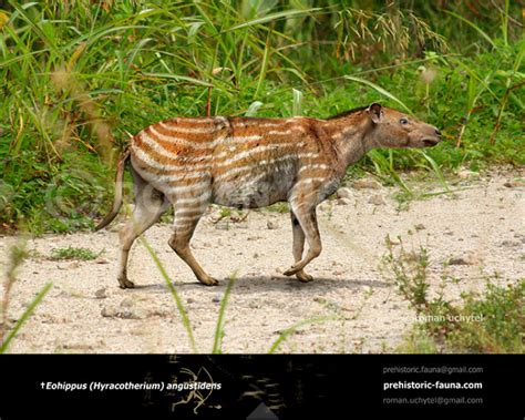 Eohippus Hyracotherium Image Buy Uchytel