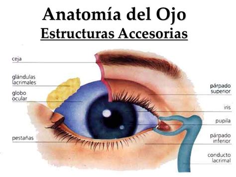 Estructura Ojo Vista Frontal Anatomía Del Ojo Ojos Anatomia Ocular