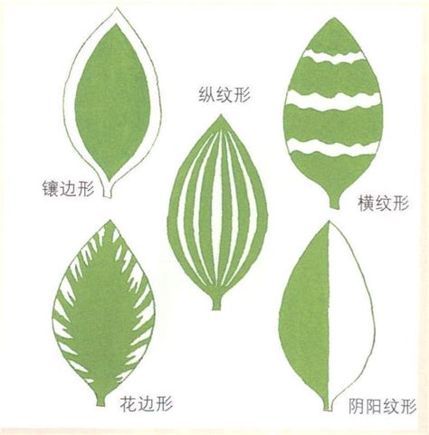 花叶豆瓣绿 花 图片