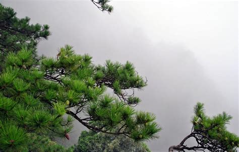 松树（植物） 搜狗百科