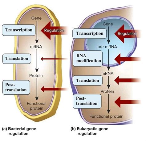 Overview Of Gene Regulation In A Bacteria And B Eukaryotes‼️ Hanaa Fayed