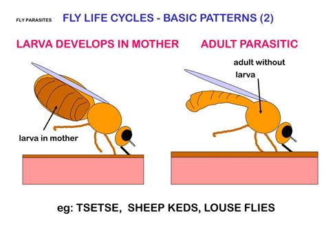 Ppt Fly Parasites Fly Life Cycles Basic Patterns 1 Powerpoint