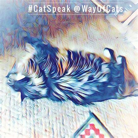 Cat Is Roadblock For Wheelchair Dear Pammy At Way Of Cats
