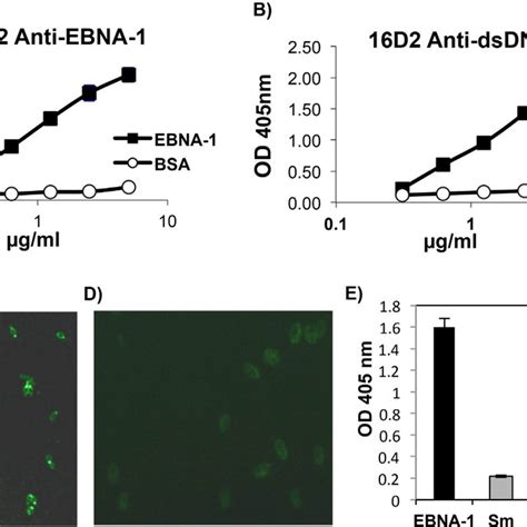 Pdf Mapping An Epitope In Ebna 1 That Is Recognized By Monoclonal