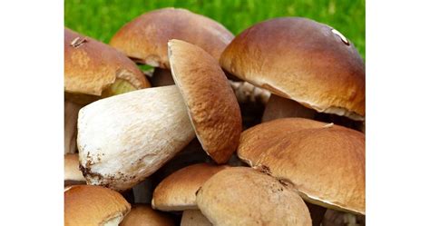 Швейцарският пазар на биологични гъби се развива Български Фермер