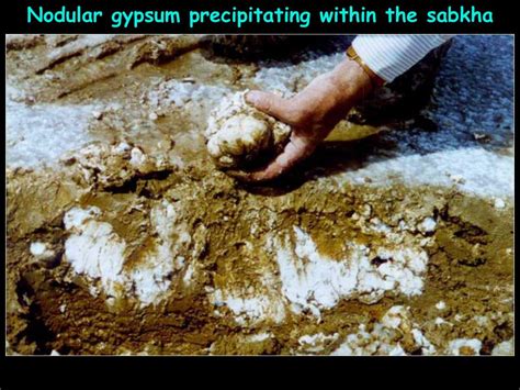 Ppt Carbonate Sediments Facies And Depositional Environments Powerpoint Presentation Id4528546