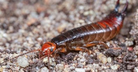 Earwig A Z Animals