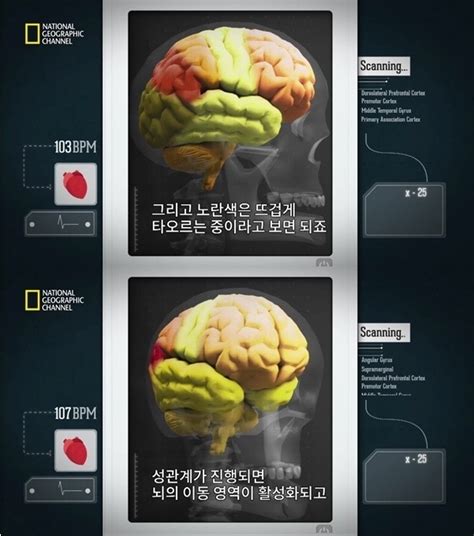 성관계가 우리 뇌에 미치는 영향 지식의정석 NEW