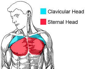 21 Best Bodyweight Chest Exercises For Pec Hypertrophy Set For Set