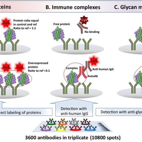 Antibody Microarray Methods To Profile Proteins Autoantibody Antigen