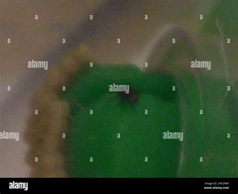 Neotropical Red Shouldered Stink Bug Thyanta Perditor Insecta Stock