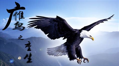 鹰之重生