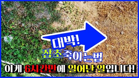농약 제초제를 사용하지 않고 잡초를 제거하는 방법 YouTube