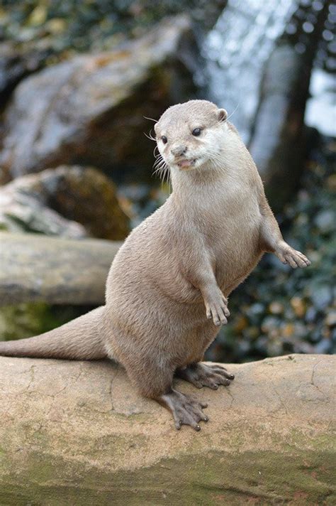 Mcu Lylla Wiki Lovely Lady Lylla Amino