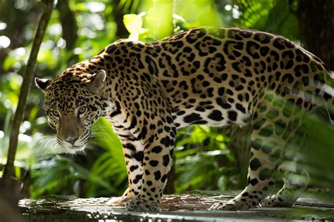 101 Fascinating Facts About Belize Central America