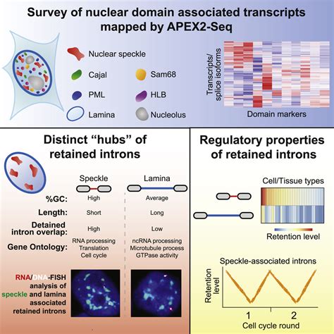 Systematic Mapping Of Nuclear Domain Associated Transcripts Reveals Speckles And Lamina As Hubs