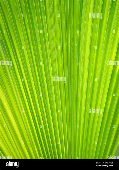 Due To Its Subtropical Climate Diverse Topography And Many Microclimates Sicily Houses A Wide