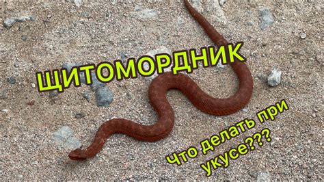 Ядовитые змеи Заилийского Алатау Щитомордник Youtube