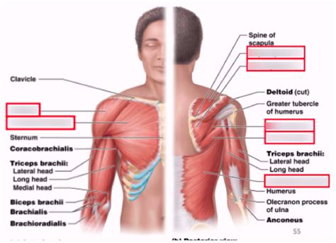 Anps Muscles Of The Shoulder Humerus Diagram Quizlet