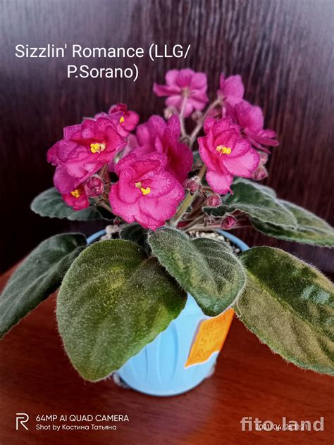 Фиалка Sizzlin Romance