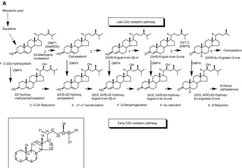 Brassinosteroid Biosynthesis Pathway In Plants At Kaitlyn Corkill Blog