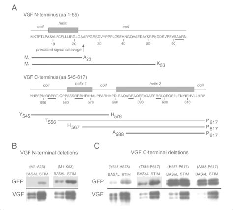 An N Terminal Signal Peptide Containing Domain With The Vgf C Terminal