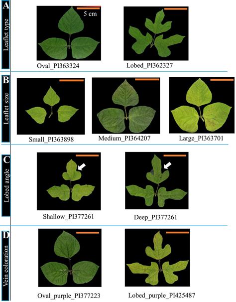 Dissecting The Genetic Architecture Of Leaf Morphology Traits In Mungbean Vigna Radiata L