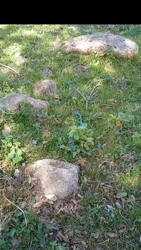 الحناوي لحسن