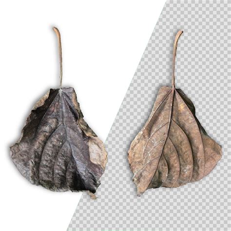 Premium Psd Dry Dead Autumn Leaf Texture Isolated
