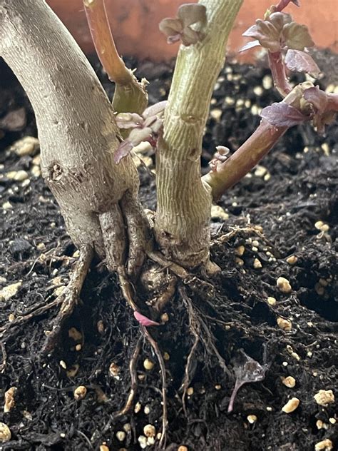A Couple Of My Coleus “bonsai” And Some Root Porn R Coleus