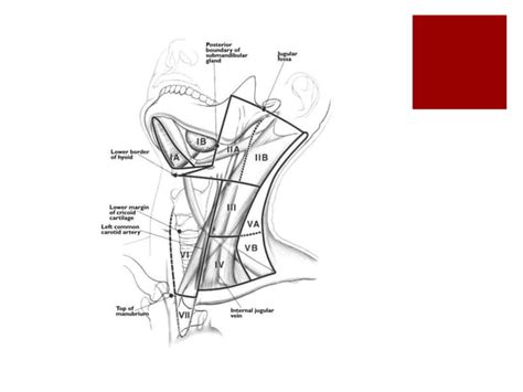 Cervical Lymph Nodes Pptx