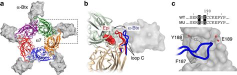 Structural Details Of α Btx Binding To α7 A Complex Between The Download Scientific Diagram