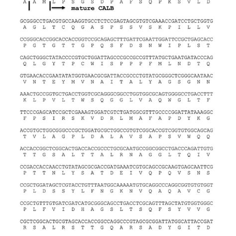 Structure Of Strep Tag Ii Calb Expressing Plasmid A Schematic Download Scientific Diagram