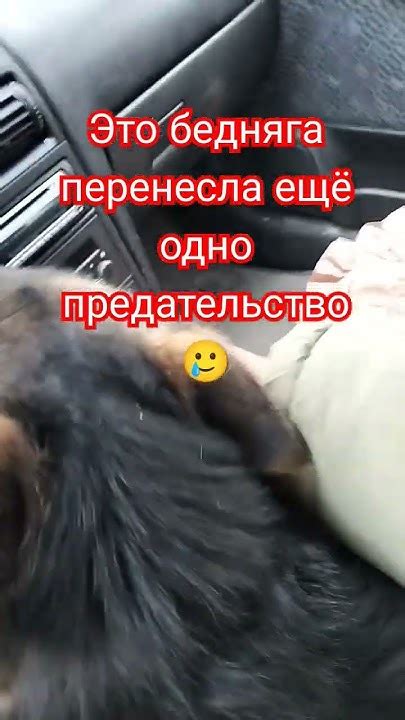 Помощь бездомным животным ️ Youtube