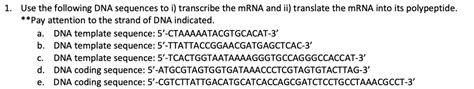 Solved Use The Following Dna Sequences To I Transcribe The Mrna And