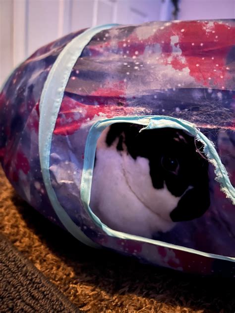 More Moo Content Mini Rex R Rabbits