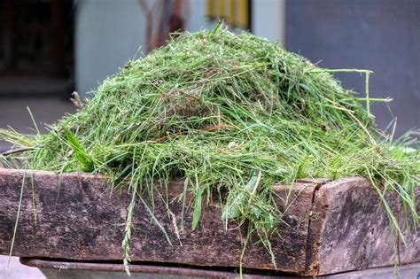 Grass Feed Nature Free Photo On Pixabay Pixabay