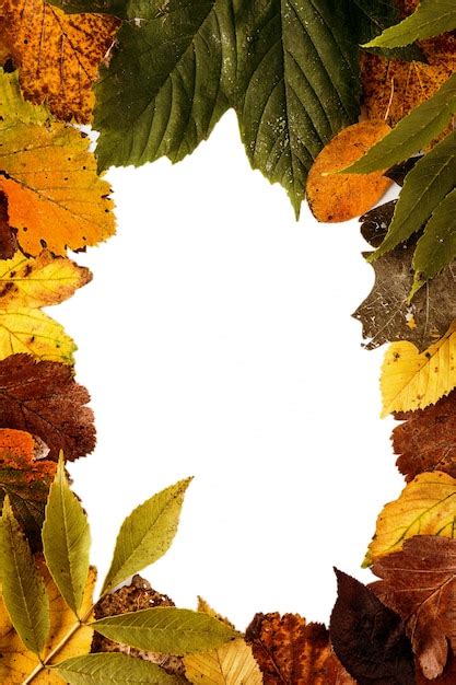 Фото Осенние Листья Рамка Чб | Freepik
