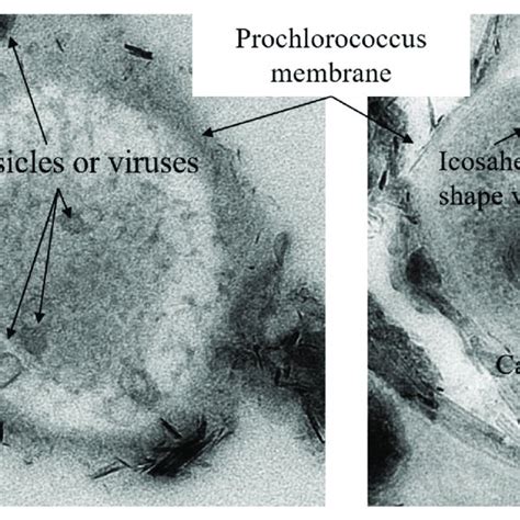 An Illustration Showing The Experimental Design With Prochlorococcus Download Scientific