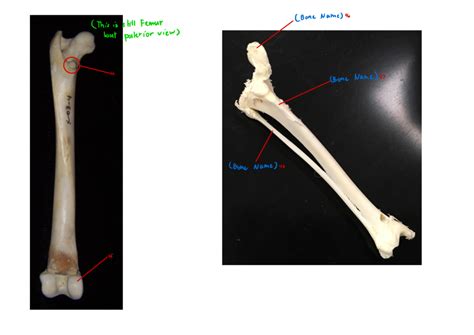 Lab Practical Lab 6 Diagram Quizlet