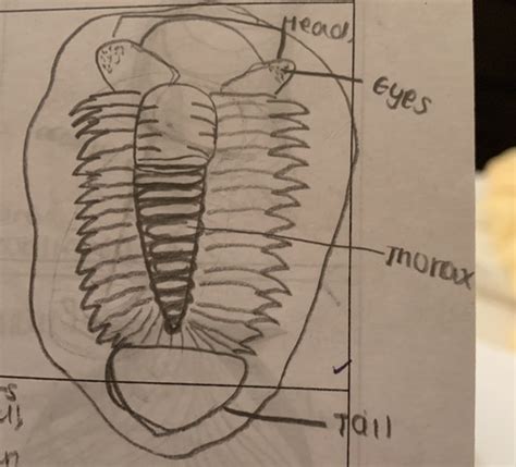 Lab Final Lab 11 Fossils Part Ii Flashcards Quizlet