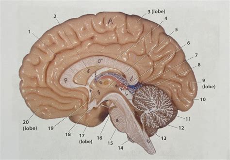 Lateral Brain Overview Diagram Quizlet
