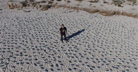 How Using Drones And Code To To Count Wildlife Could Be More Accurate Than Traditional Methods