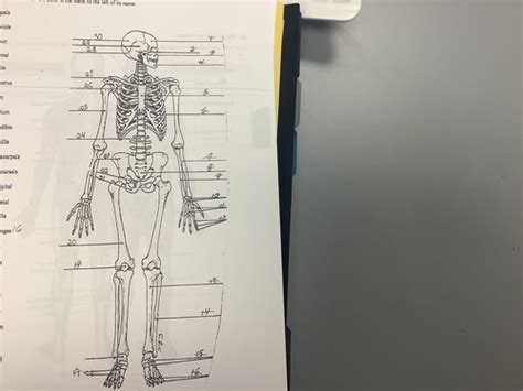 Anatomy Chapter 7 Flashcards Quizlet