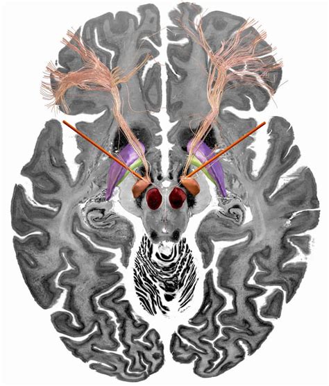 Blogger Blog ΟΙ ΕΙΔΗΣΕΙΣ ΤΩΝ ΘΕΤΙΚΩΝ ΕΠΙΣΤΗΜΩΝ Mapping Brain Circuits Reveals Potential